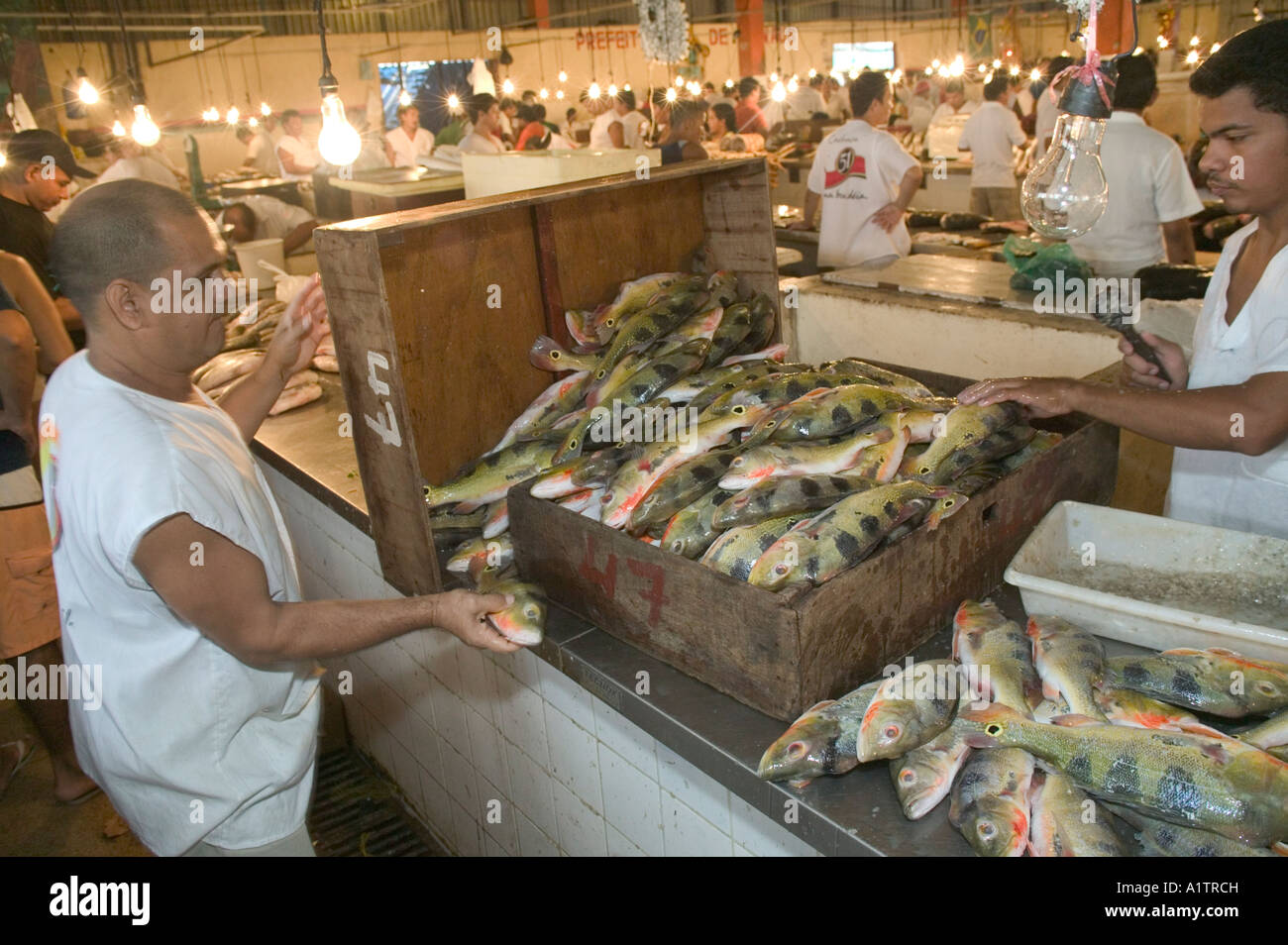 Amazon River fish in the market at Manaus Amazonas state Brazil Stock ...