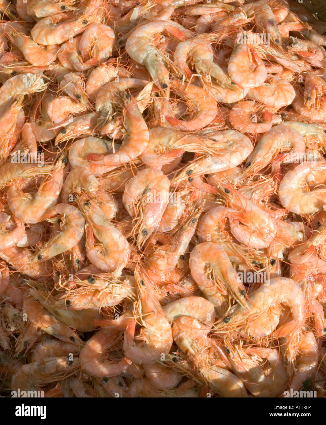 River shrimp estuary hi-res stock photography and images - Alamy