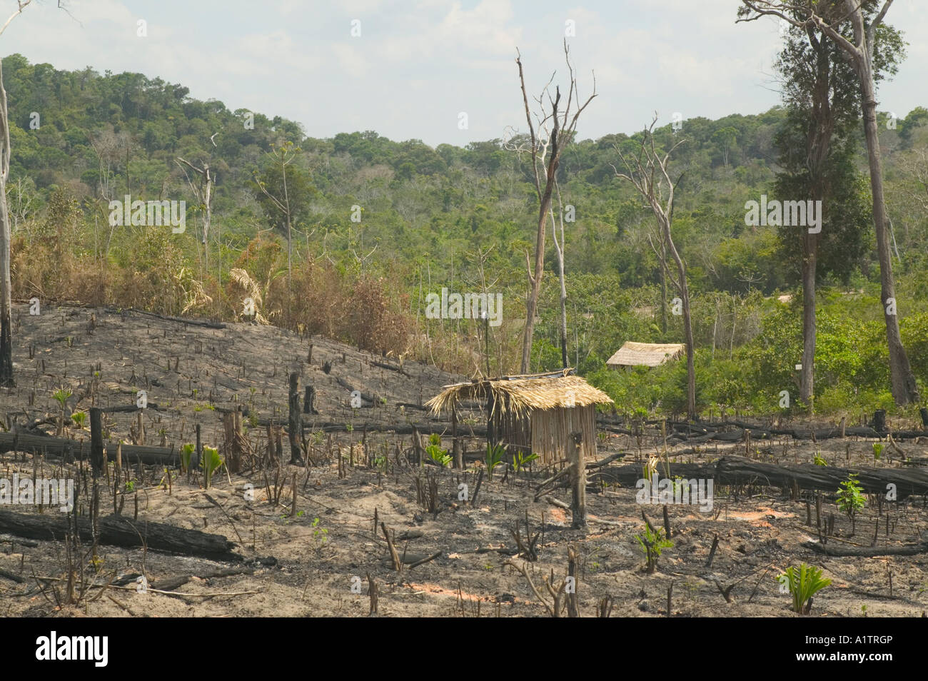 Amazon rainforest brazil deforestation hi-res stock photography and ...