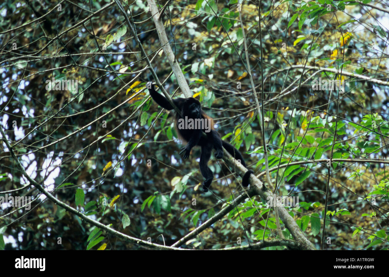 Howler Monkey, Costa Rica Stock Photo - Alamy