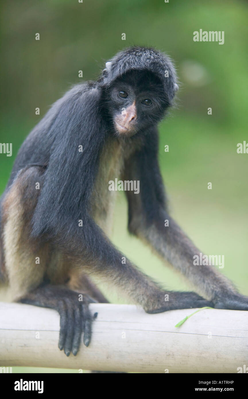 A young spider monkey Manaus Amazonas state Brazil Stock Photo - Alamy
