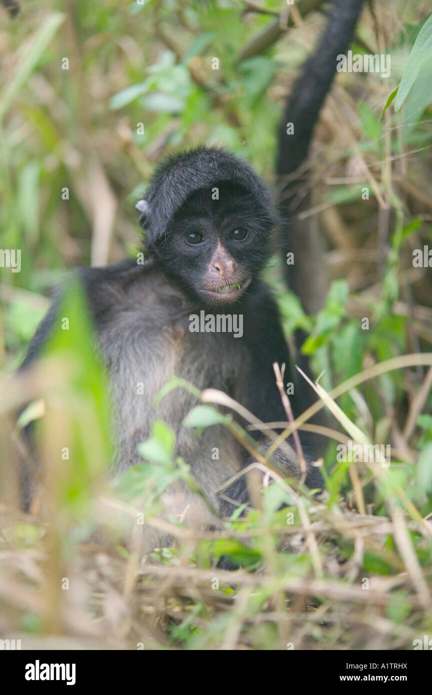 A young spider monkey in forest at the Bosque de Ciencia Manaus ...