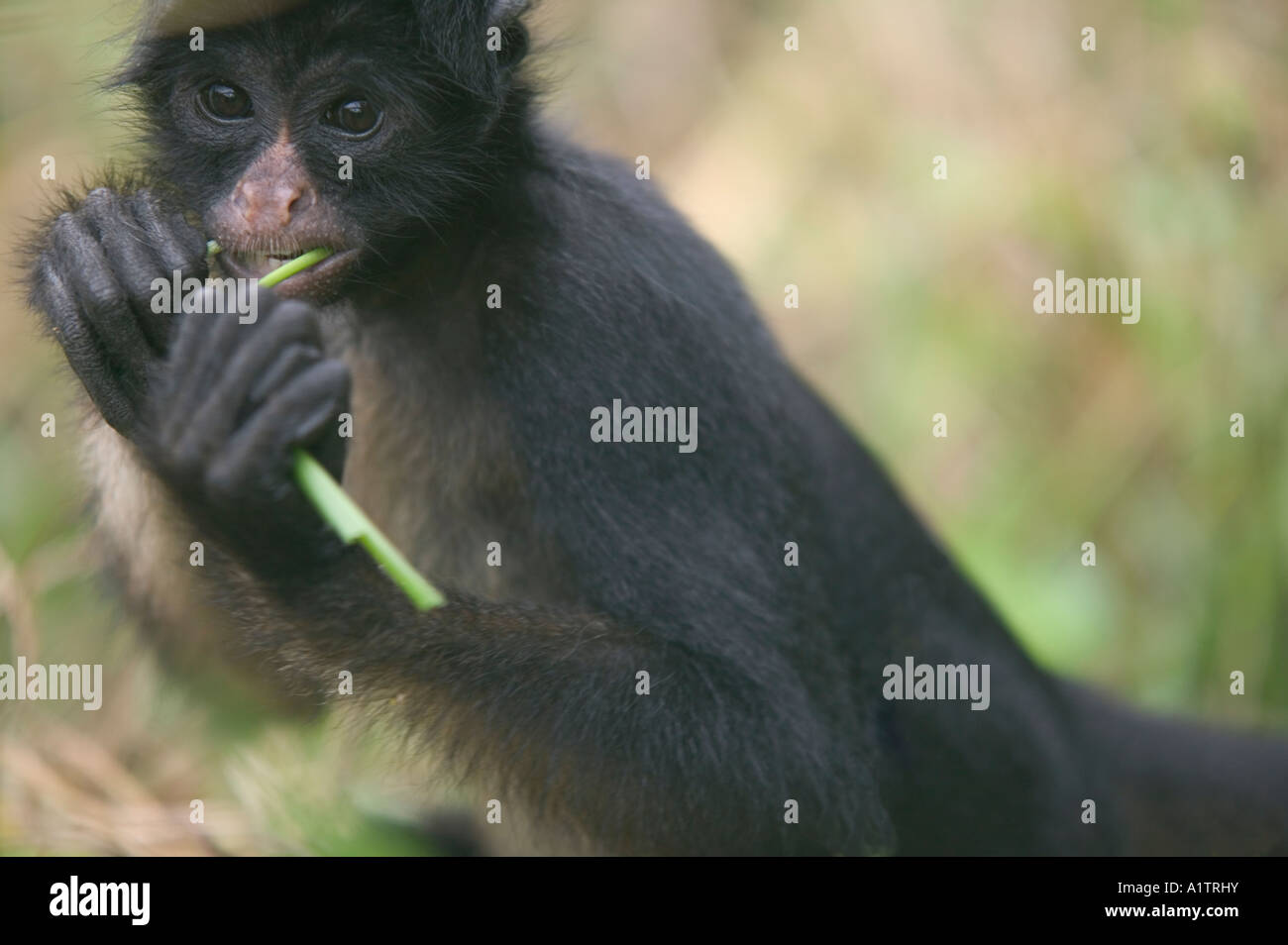 Bosque popular hi-res stock photography and images - Alamy