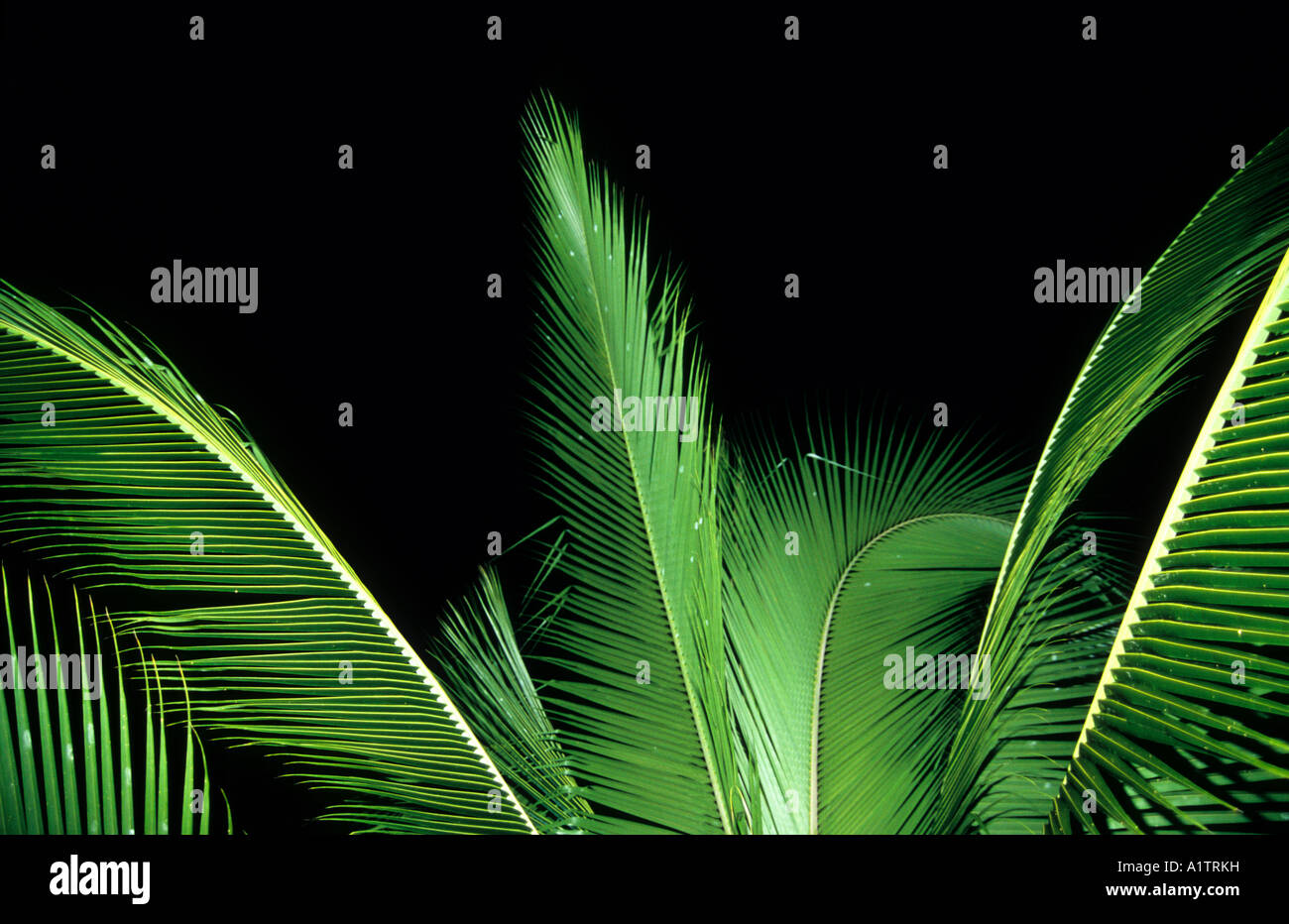 Palm leaves rain hi-res stock photography and images - Alamy