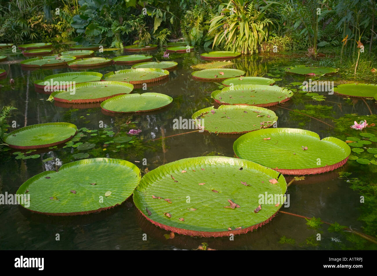 Victoria regis lilies Belem Para state Brazil Stock Photo - Alamy