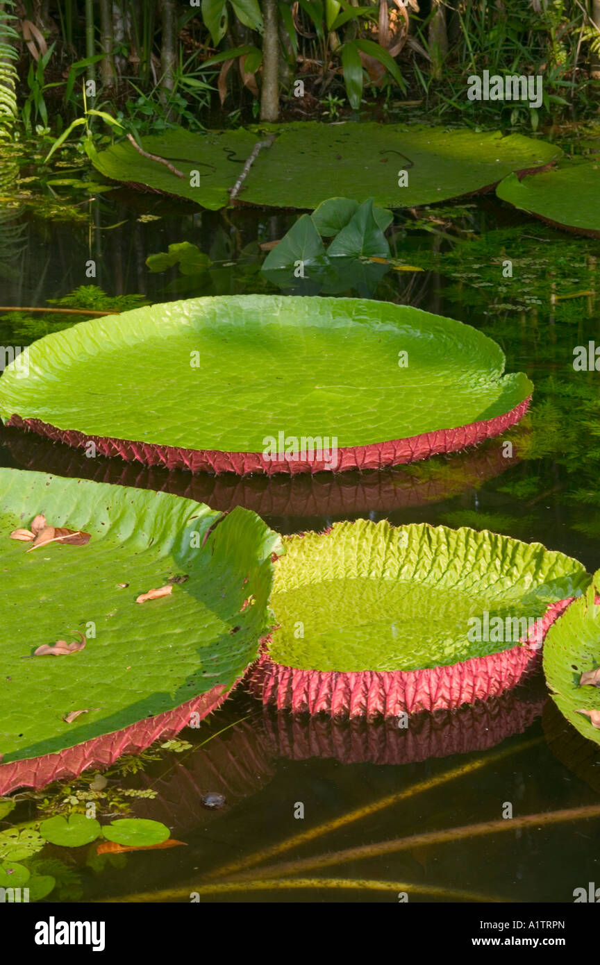 Victoria regis lilies Belem Para state Brazil Stock Photo - Alamy