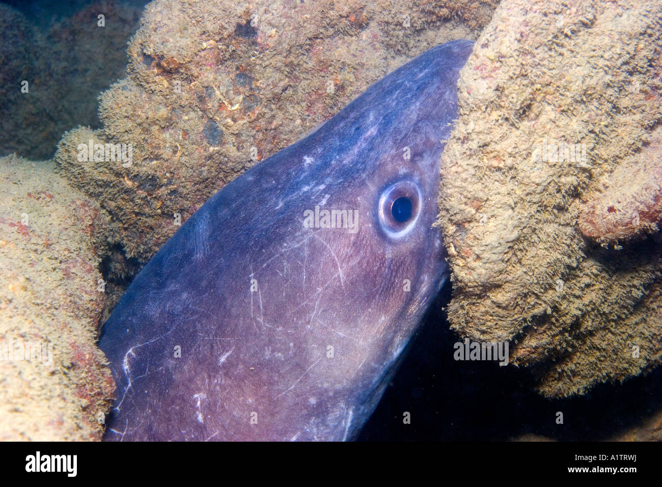Conger eel fishing hi-res stock photography and images - Alamy