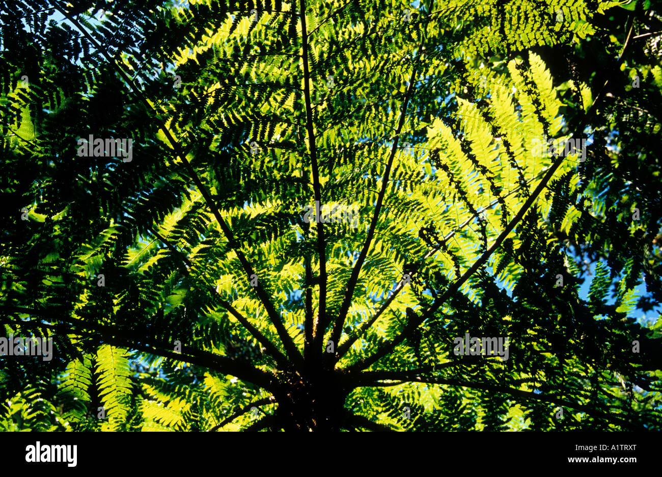 Backlit Fern, Monteverde Cloud Forest, Costa Rica Stock Photo - Alamy