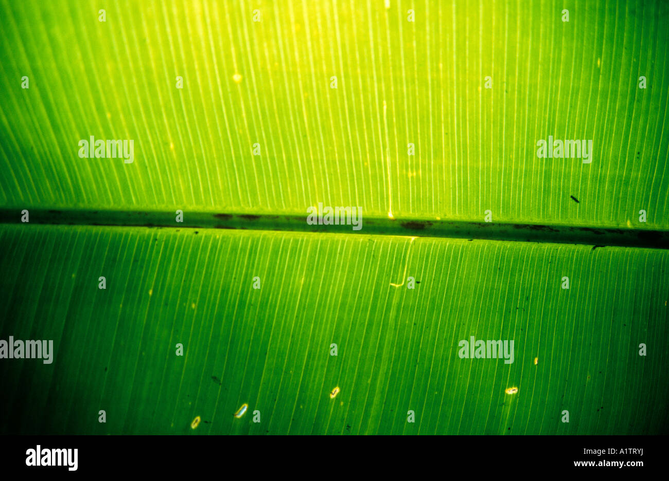 Jungle Leaf, Costa Rica Stock Photo - Alamy