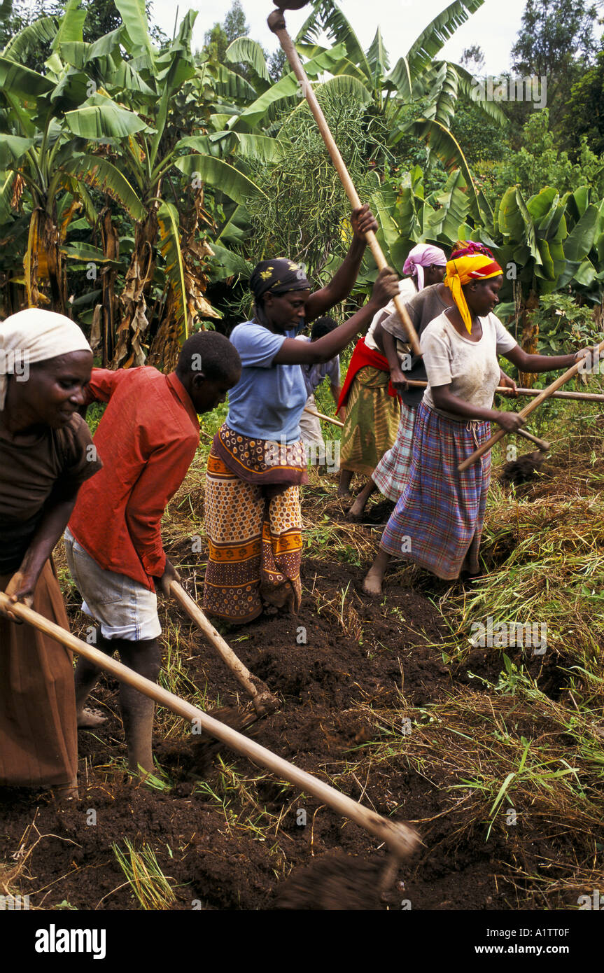 SURVIVORS OF GENOCIDE CULTIVATING FIELDS RWANDA 12 1995 Stock Photo - Alamy