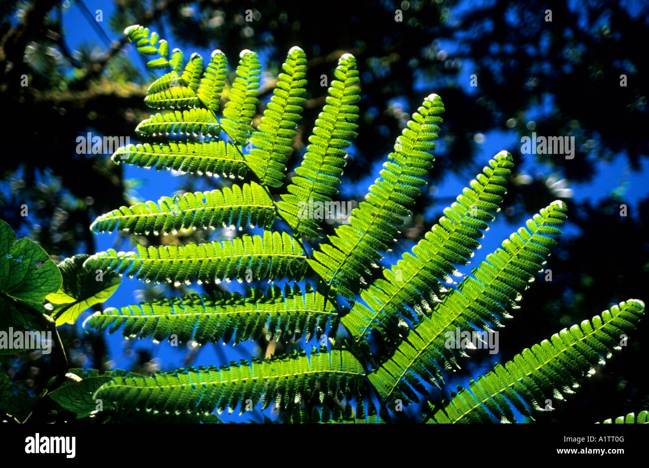 Backlit Fern, Monteverde Cloud Forest, Costa Rica Stock Photo - Alamy
