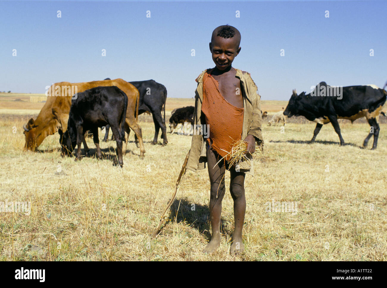 ETHIOPIAN BOY WORKING WITH CATTLE, LOOKING AFTER THEM Stock Photo - Alamy