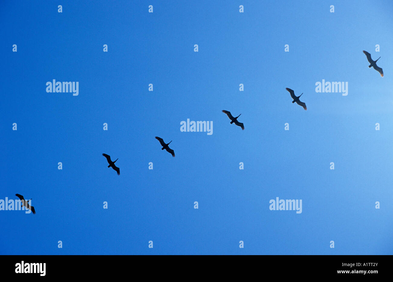 Pelicans In Flight Costa Rica Stock Photo Alamy pelicans-in-flight-costa-rica-stock-photo-alamy
