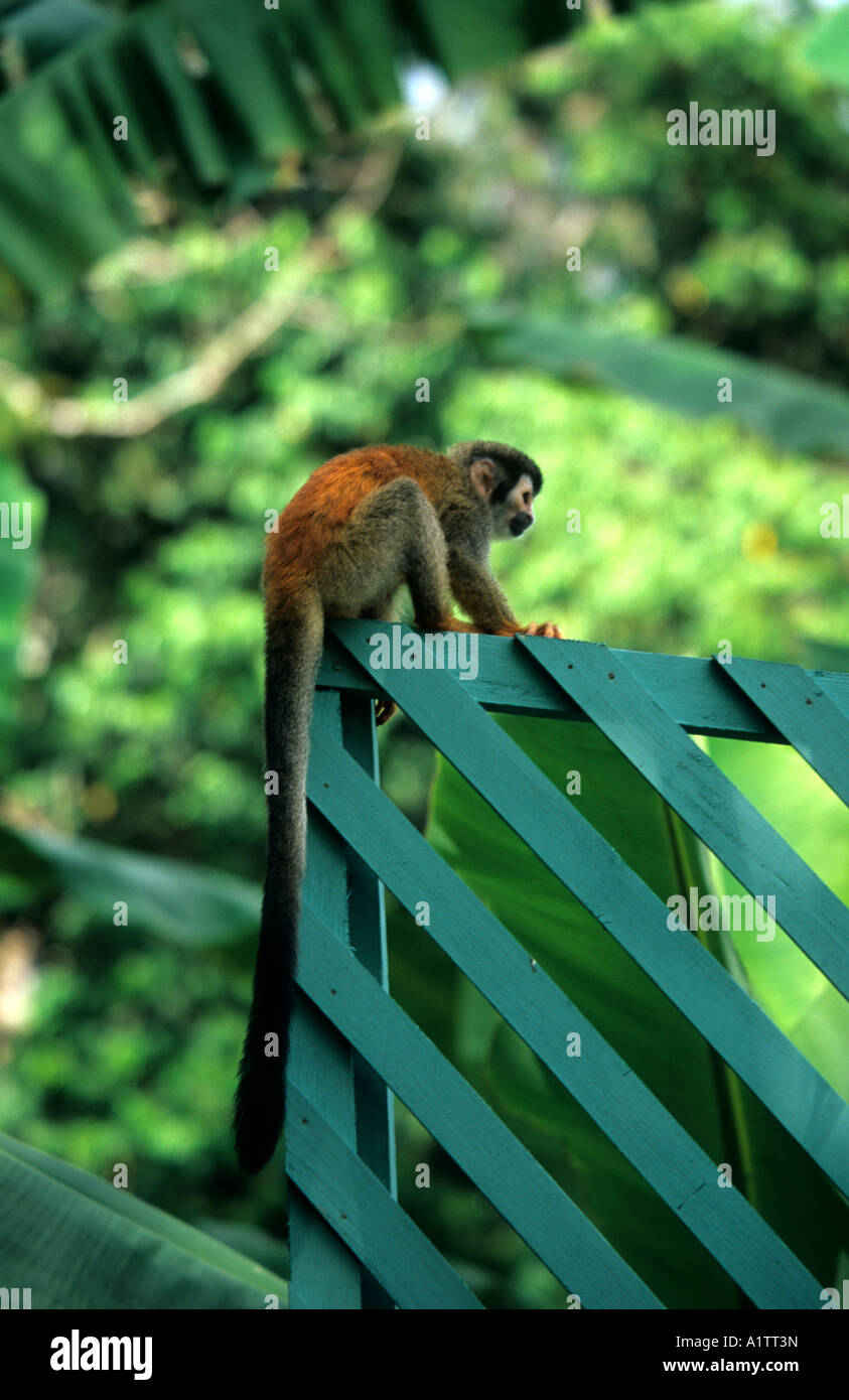 Monkey costa rica hi-res stock photography and images - Alamy