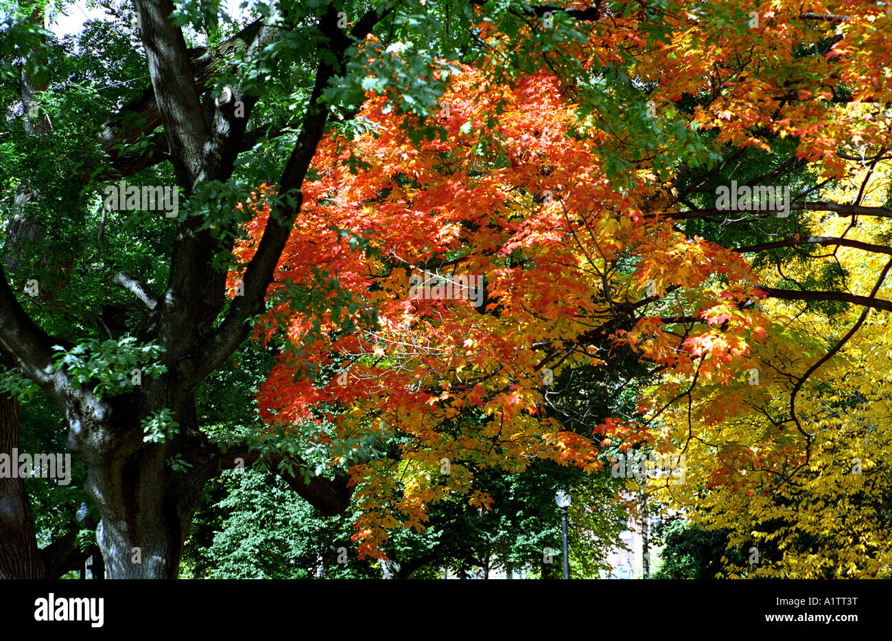 Fall colors in Boston, Massachusetts, USA Stock Photo - Alamy