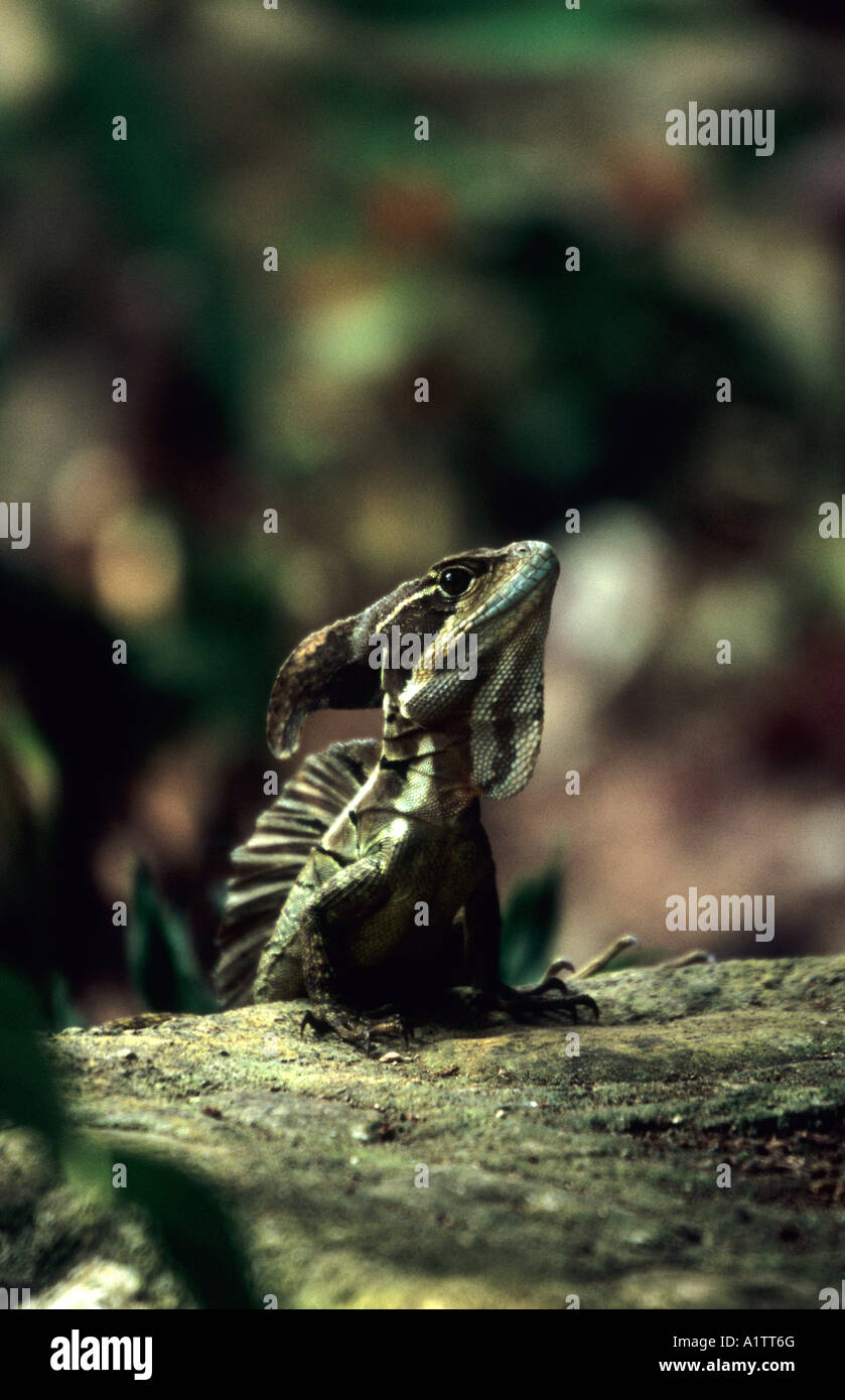 Basilisk Jesus Christ Lizard Basiliscus basiliscus Costa Rica Stock ...