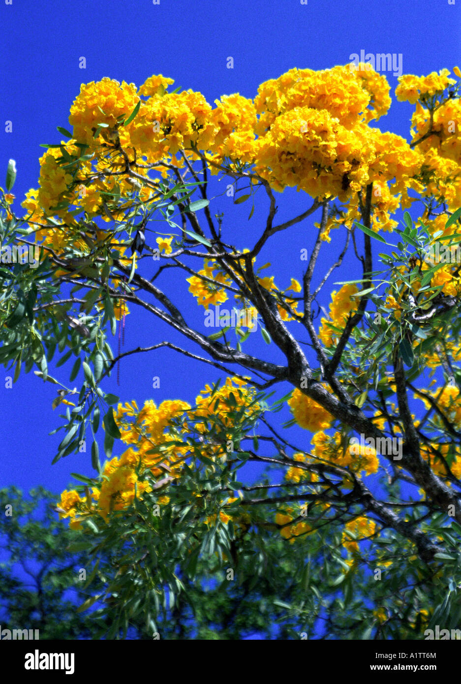 Tree in flower, Key West, Florida, USA Stock Photo - Alamy