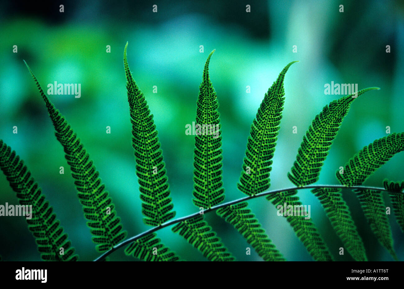 Fern Spores, Costa Rica Stock Photo - Alamy