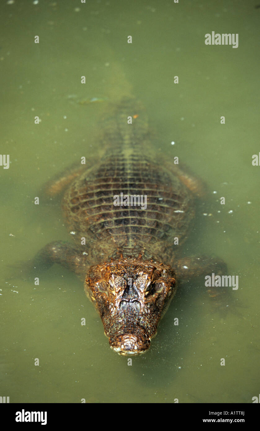 Cayman caiman crocodilus hi-res stock photography and images - Alamy