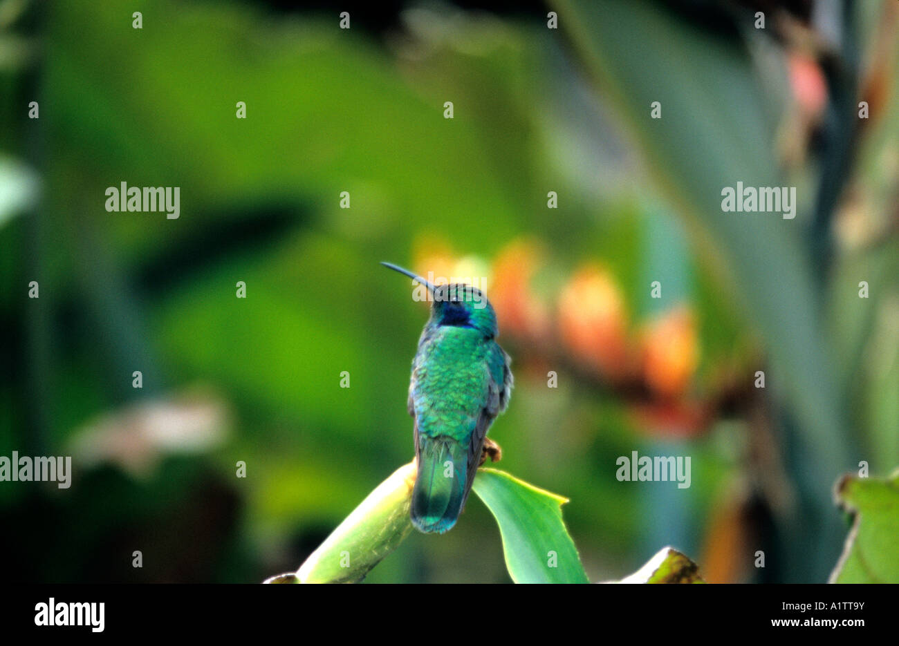 Costa humming bird hi-res stock photography and images - Alamy