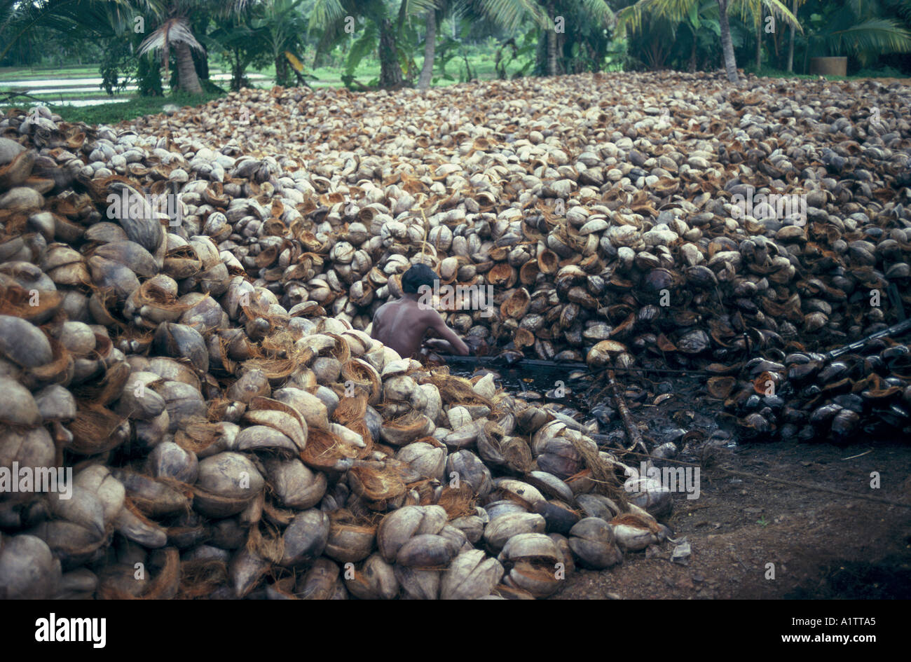 PREPARING TO SOAK THE COCONUT SHELLS BEFORE THE COPRA PROCESS Stock ...