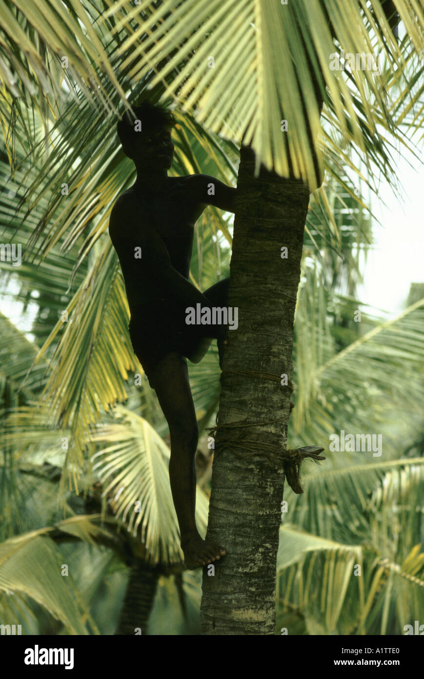 Coconut picker hi-res stock photography and images - Alamy