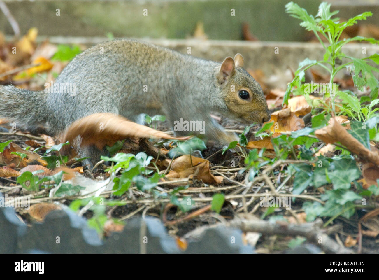 Front Legs a Blur of Speed as Grey Squirrel Sciurus Carolinensis Digs ...