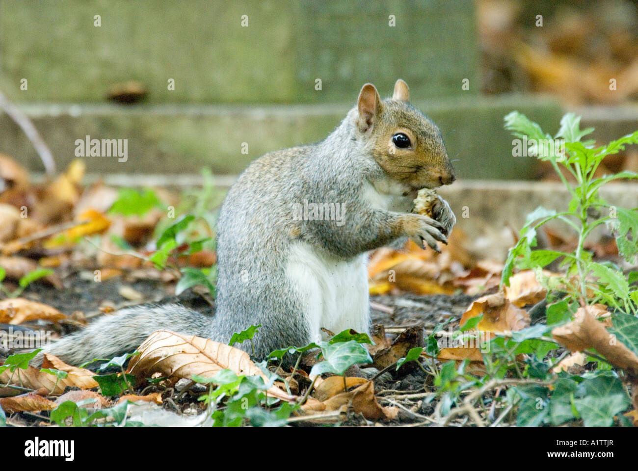 Grey Squirrel Sciurus Carolinensis Eating a Horse Chestnut in Autumn SS ...
