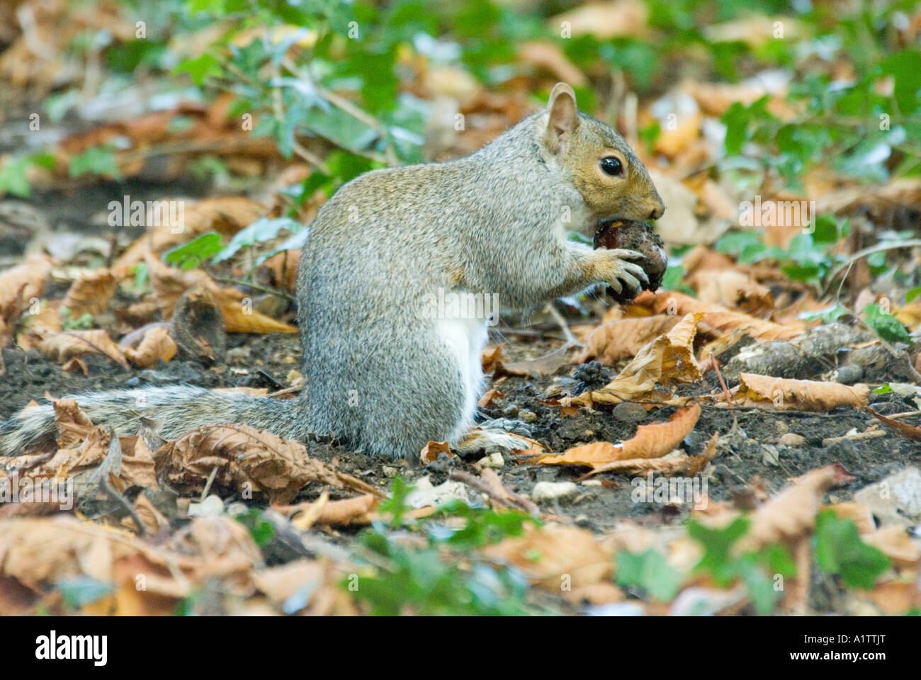 Grey Squirrel Sciurus Carolinensis Eating a Horse Chestnut in Autumn SS ...