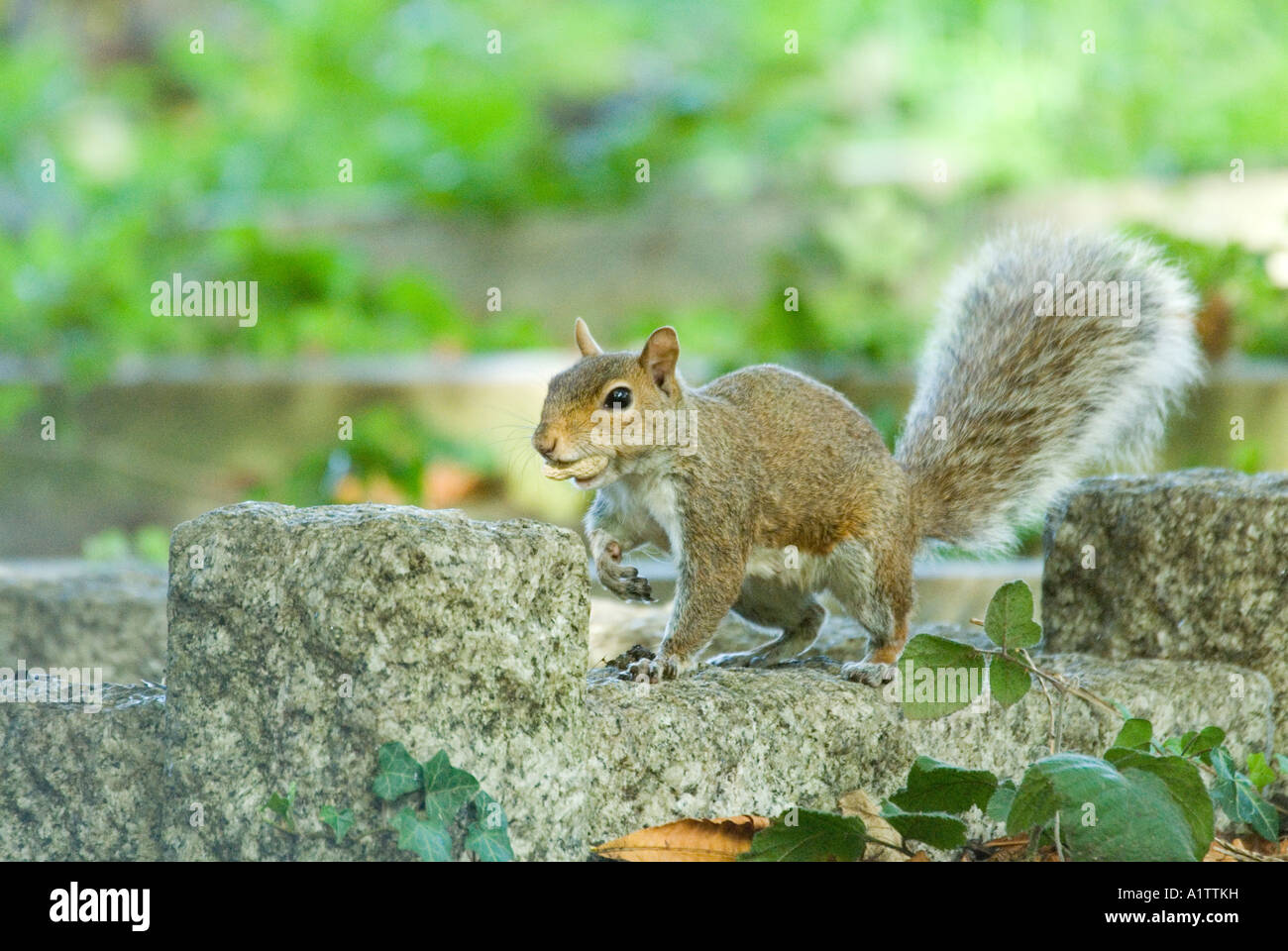 Vermin monkey hi-res stock photography and images - Alamy
