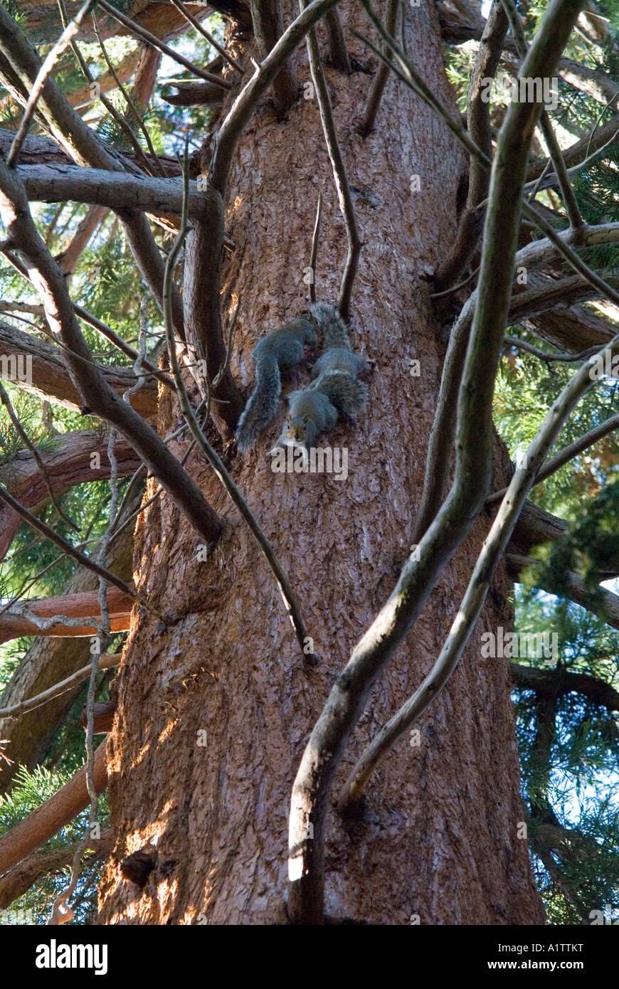 Scampering grey squirrels hi-res stock photography and images - Alamy