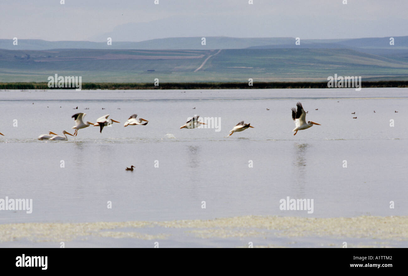 birds taking of from a lake in Montana USA Stock Photo - Alamy