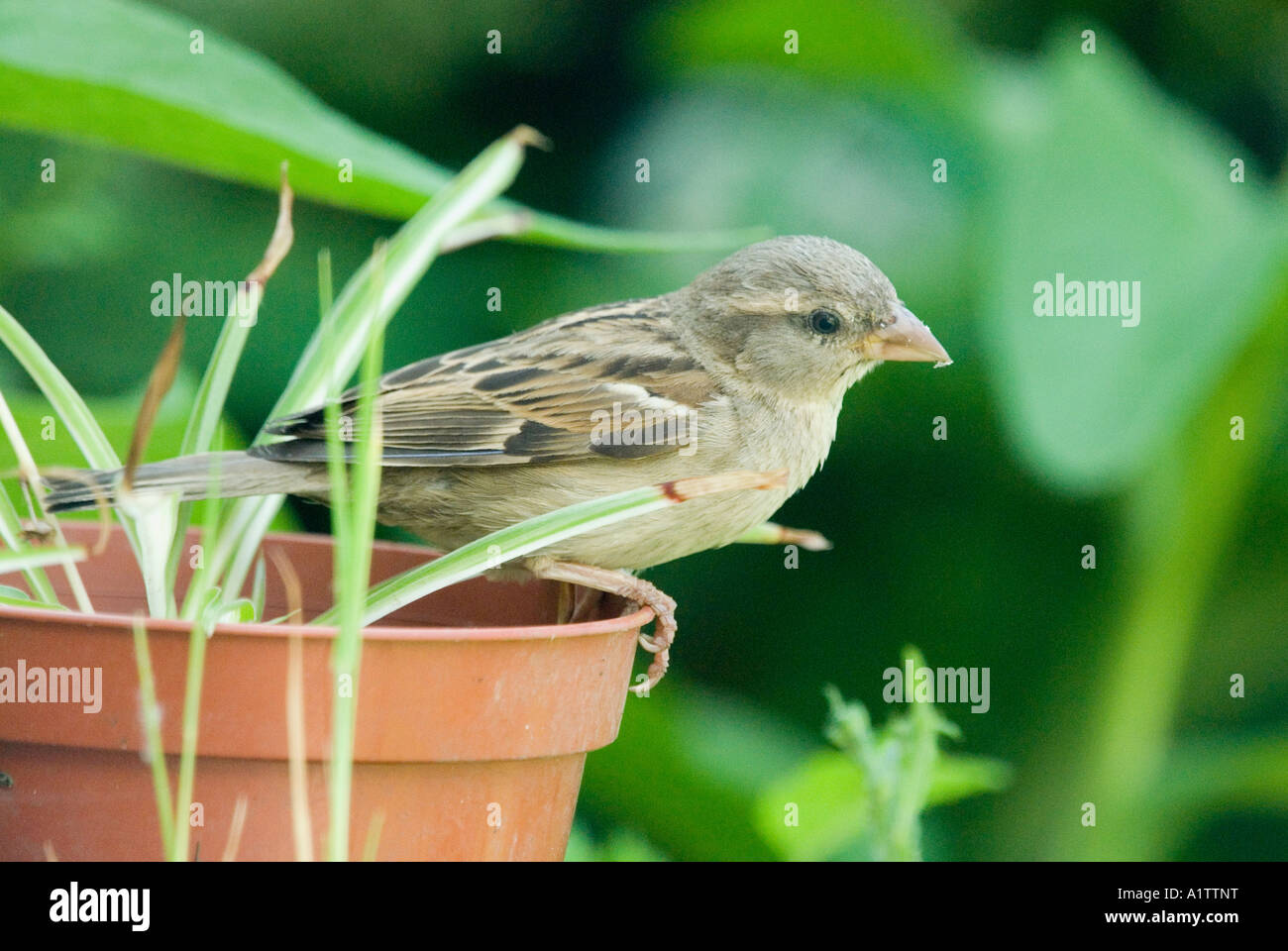 Hen house sparrow hi-res stock photography and images - Alamy