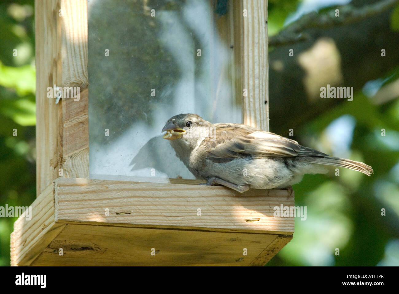Female brown House Sparrow perched on hanging wooden bird feeder ...