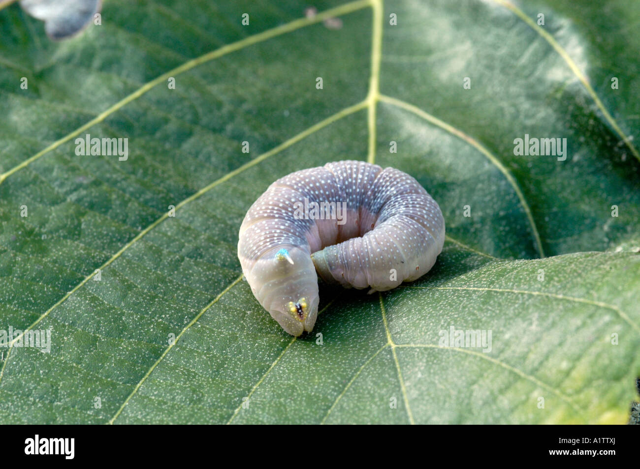 larvae on leaf Stock Photo - Alamy
