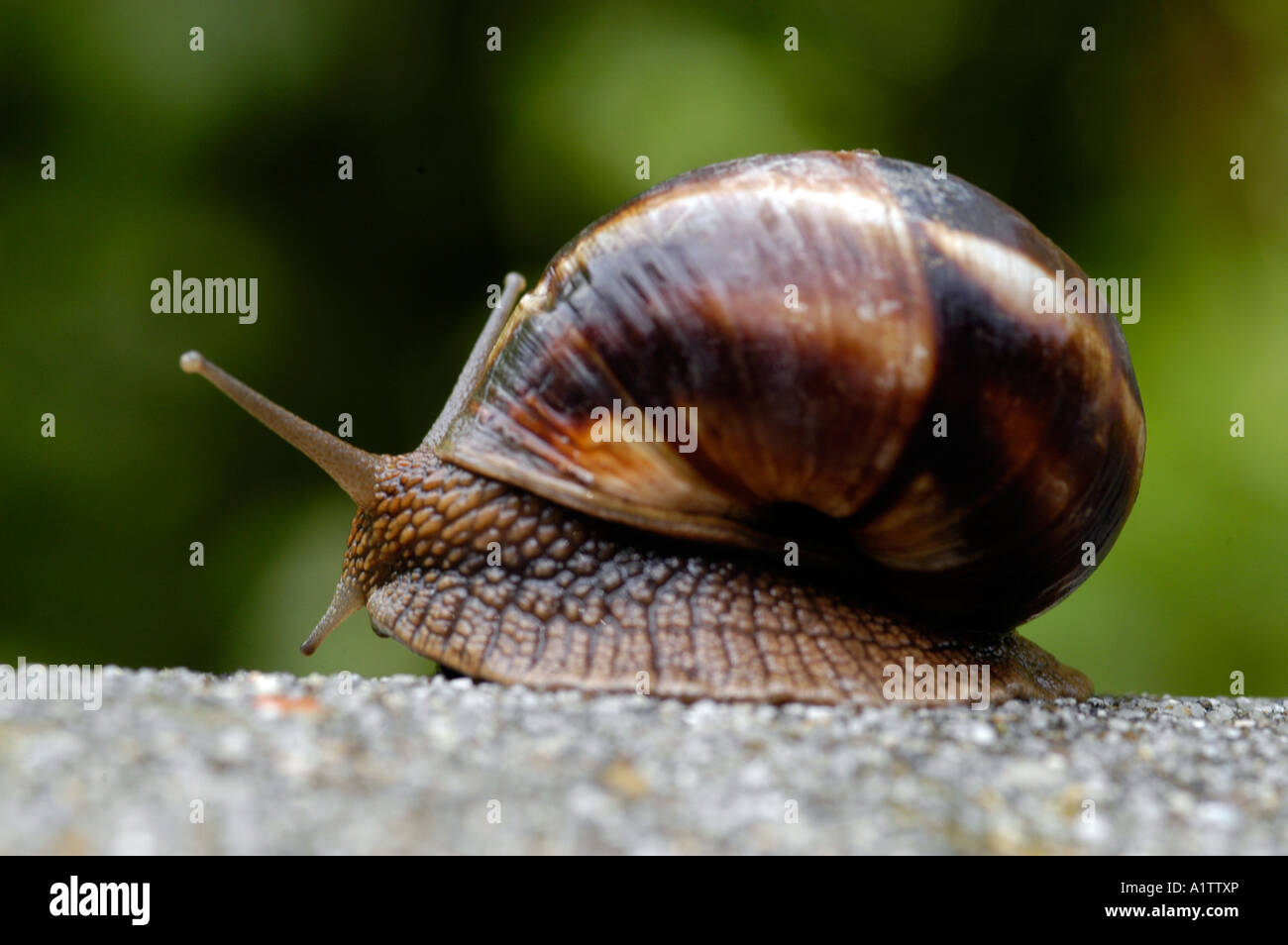 snail runs away Stock Photo - Alamy