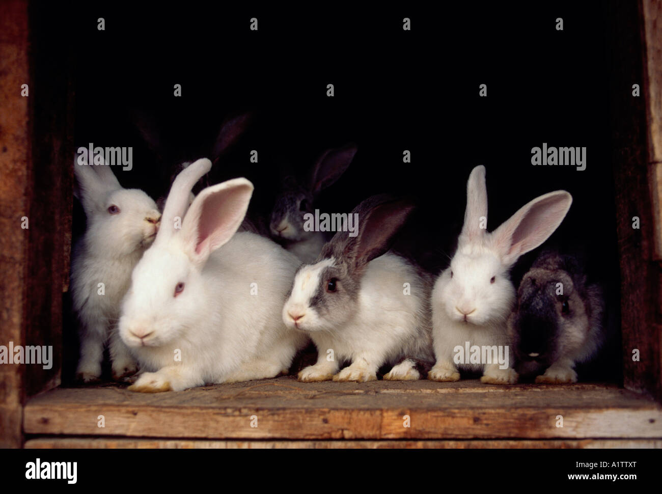 domestic rabbit, domestic rabbits, rabbit, rabbits, Pujili, Cotopaxi ...