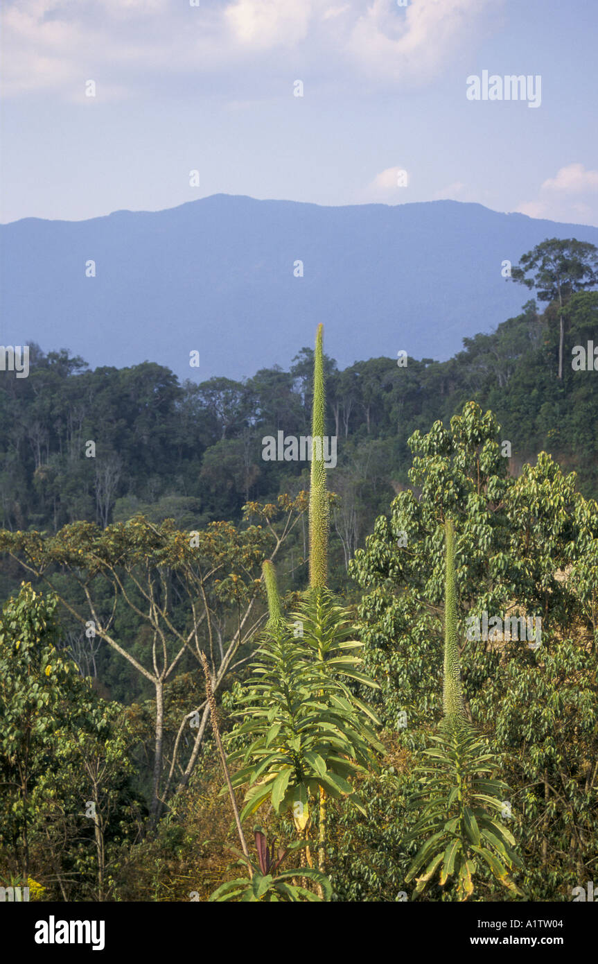 Forest agriculture rwanda hi-res stock photography and images - Alamy