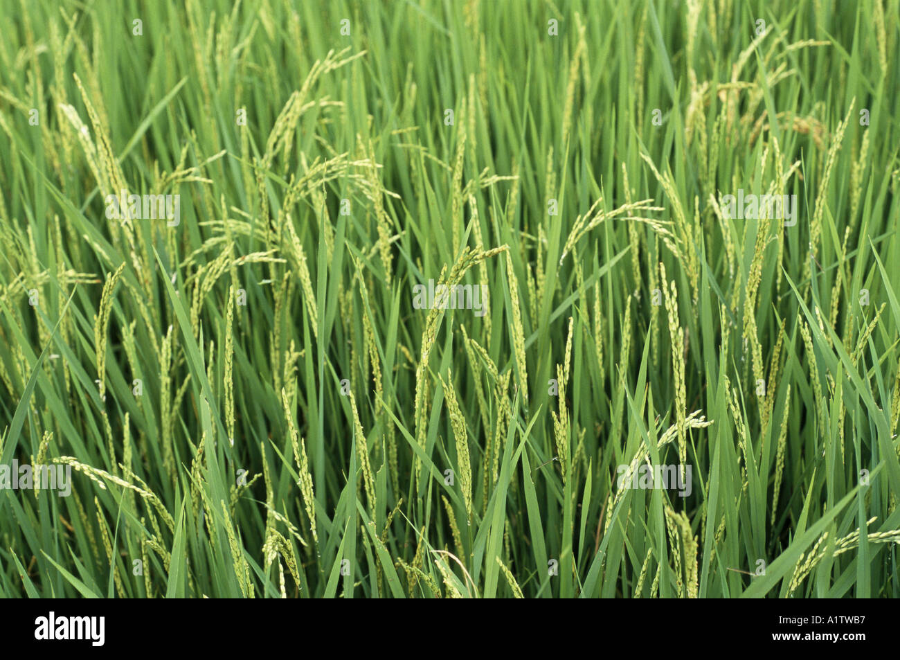 INDIA TAMIL NADU RICE HARVEST 1996 Stock Photo - Alamy