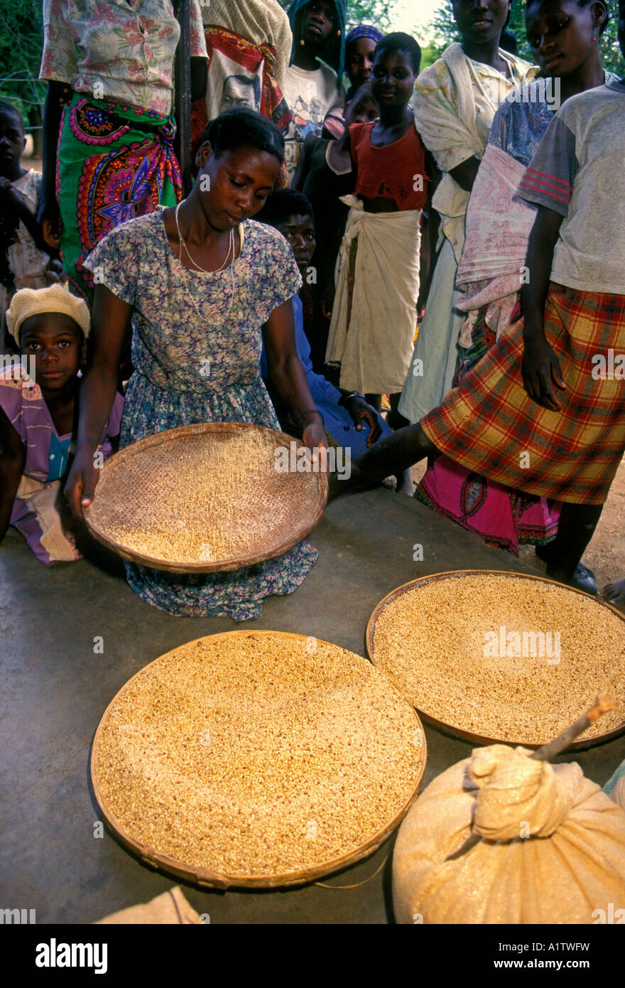 Zimbabweans, Zimbabwean woman, adult woman, sifting grain through sieve ...