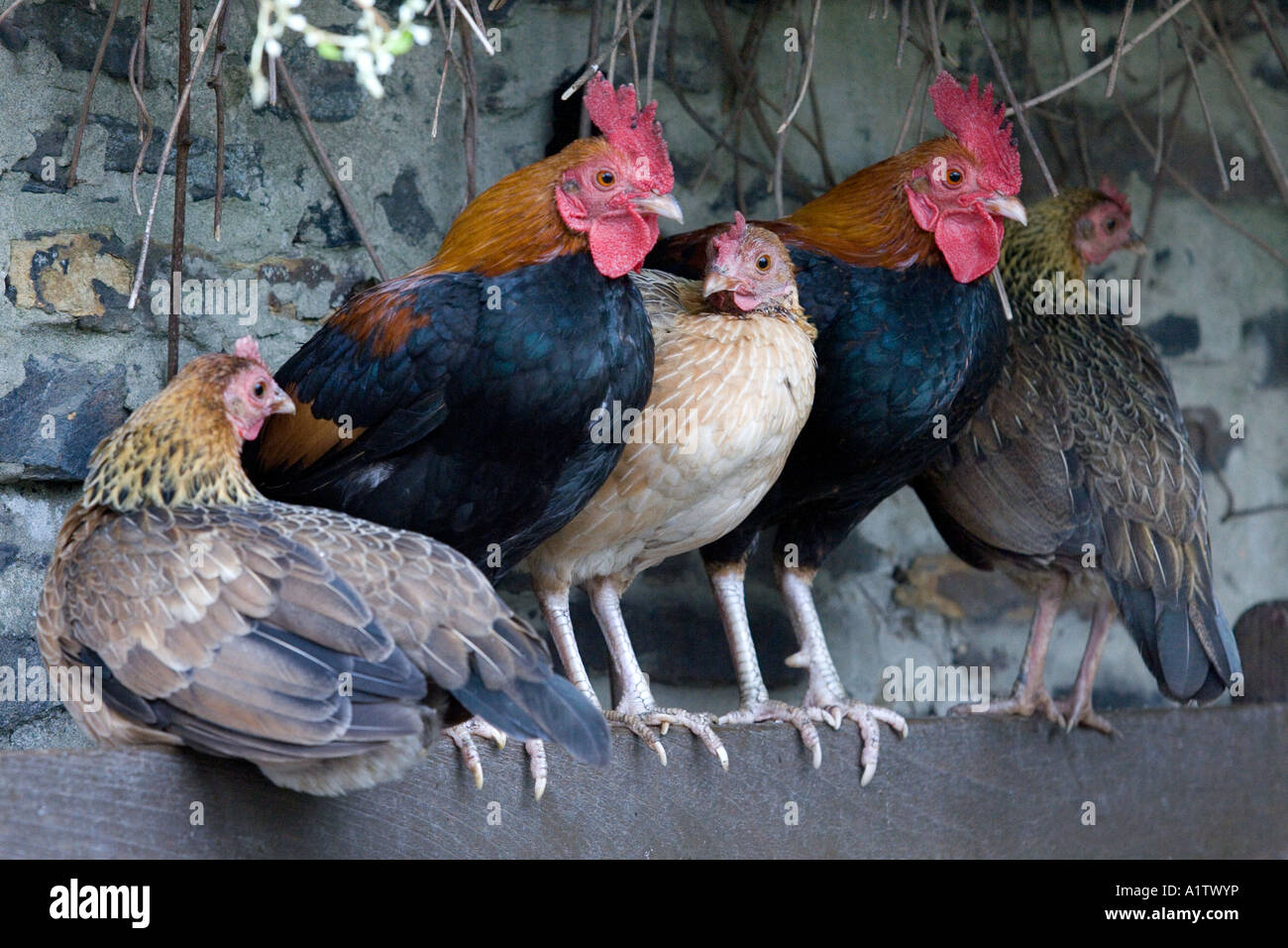 Five hens perched on farmyard bench Stock Photo - Alamy