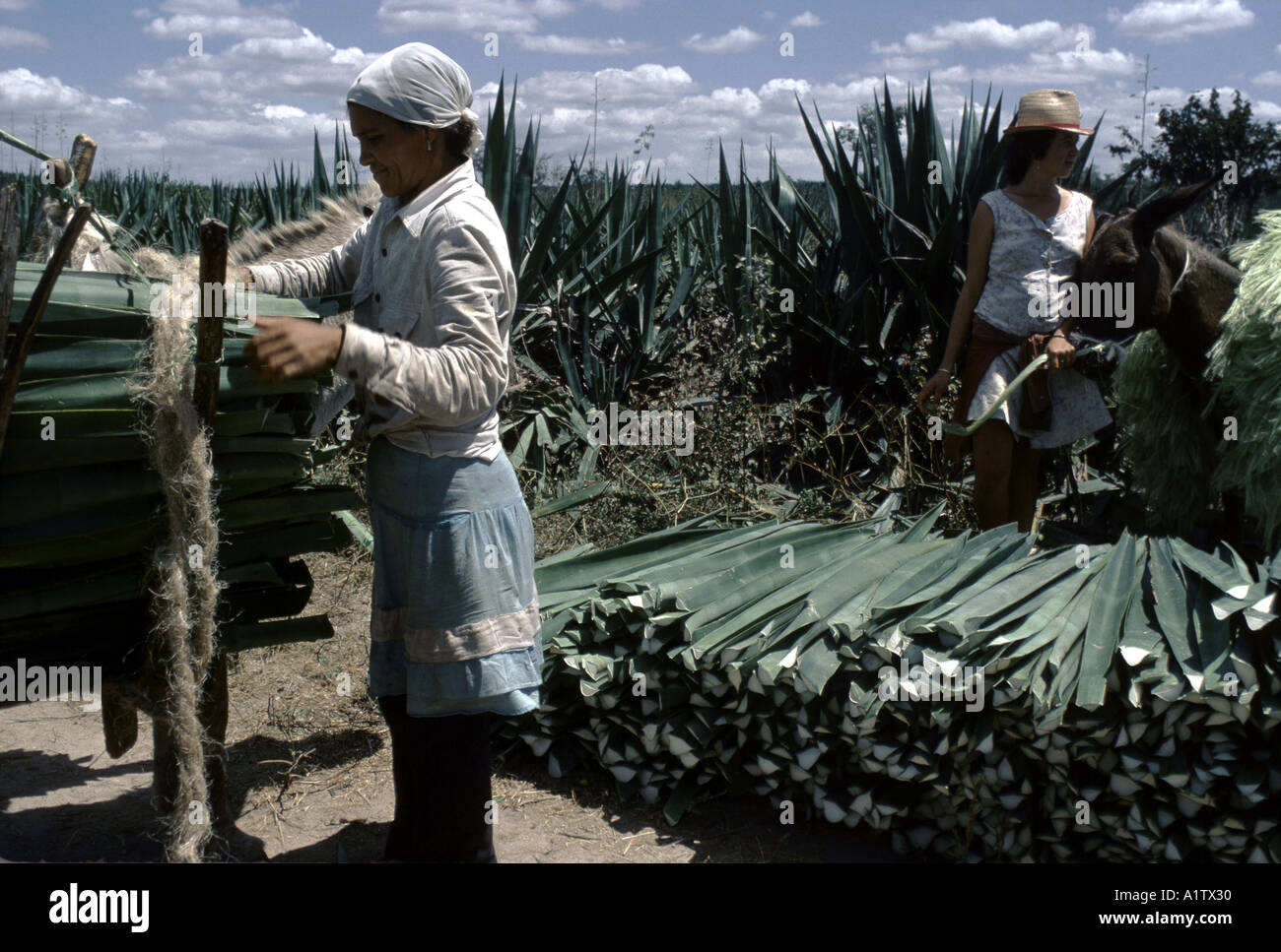 Sisal farm hi-res stock photography and images - Alamy