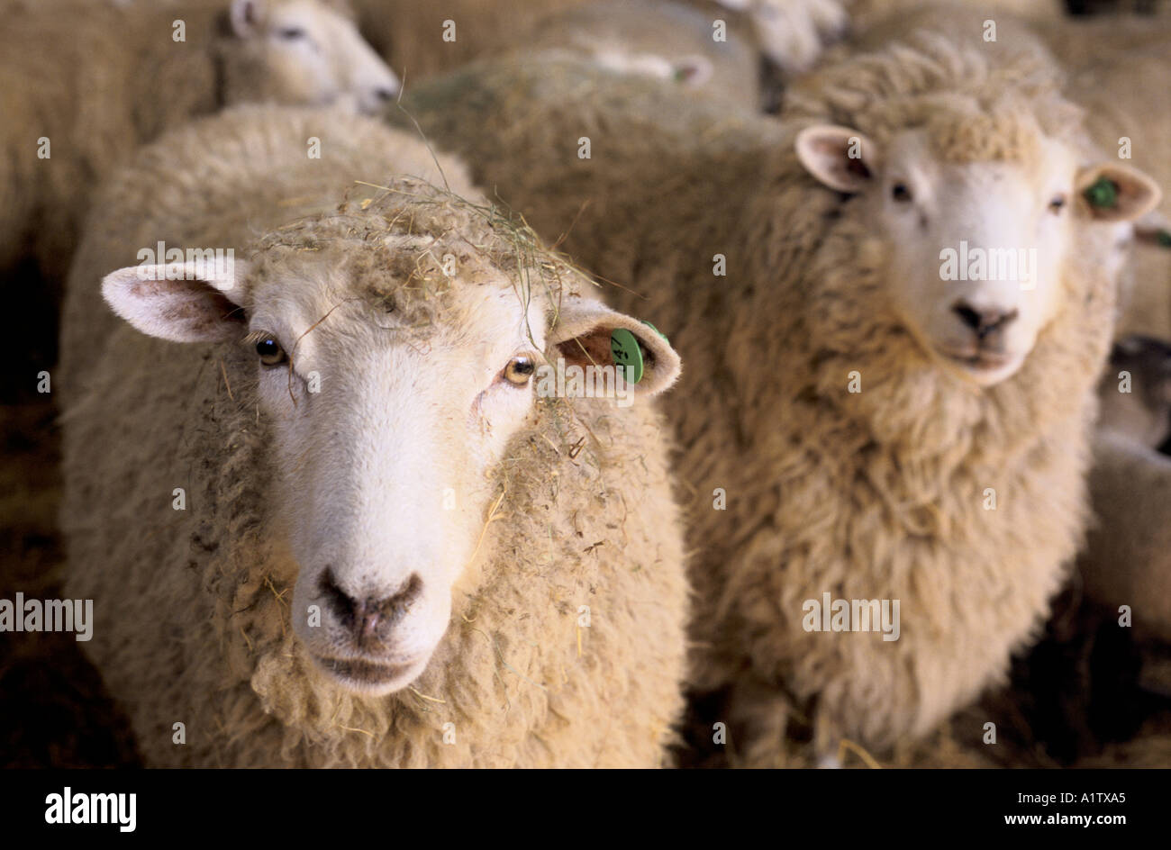 Kent animals hi-res stock photography and images - Alamy