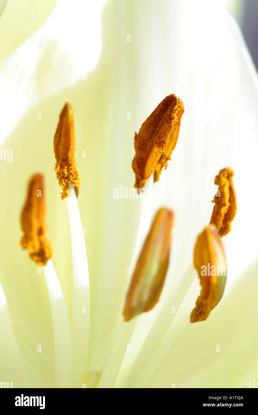 Lily flower showing stamen and anther Stock Photo - Alamy