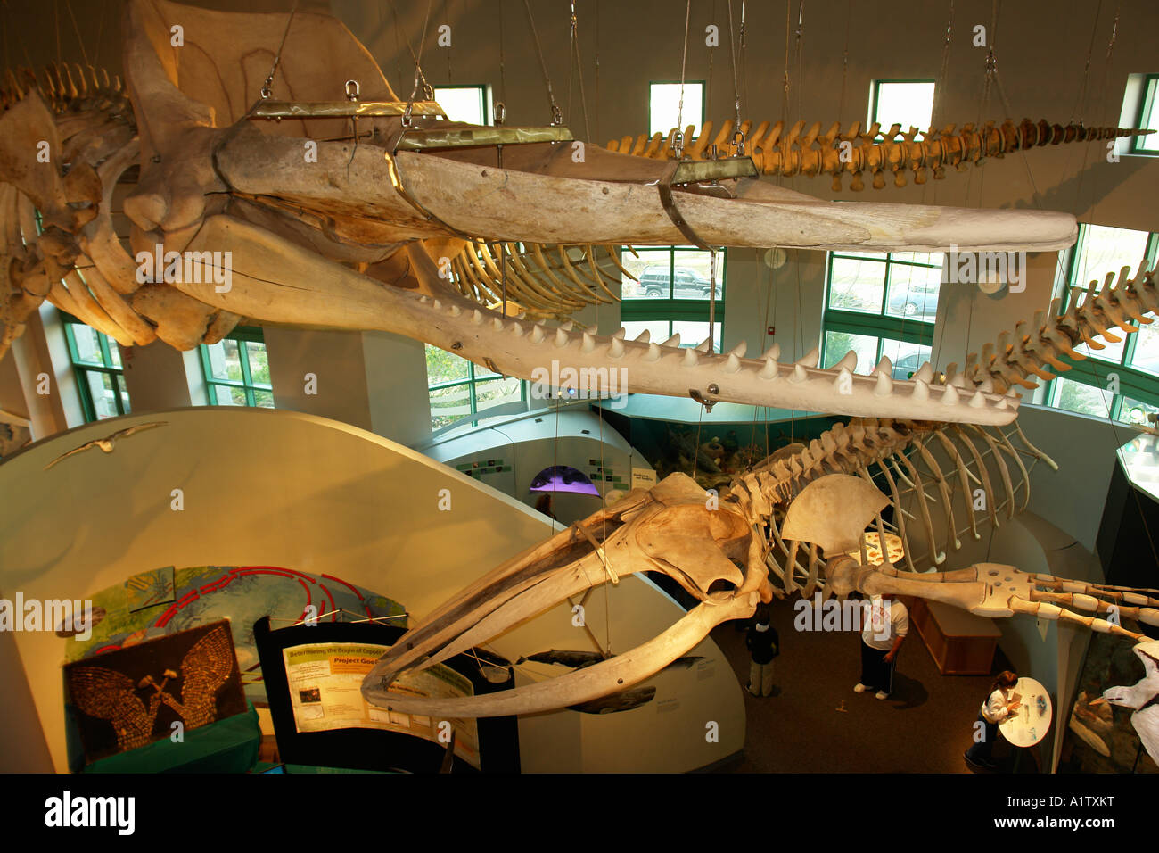 North carolina raleigh north carolina museum of natural sciences hi-res ...