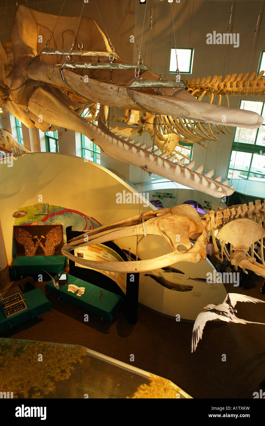 AJD55090, Raleigh, NC, North Carolina, North Carolina Museum of Natural ...