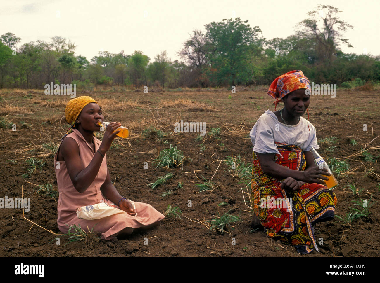 2, two, Zimbabwean women, Zimbabwean, adult women, farm, farmers ...