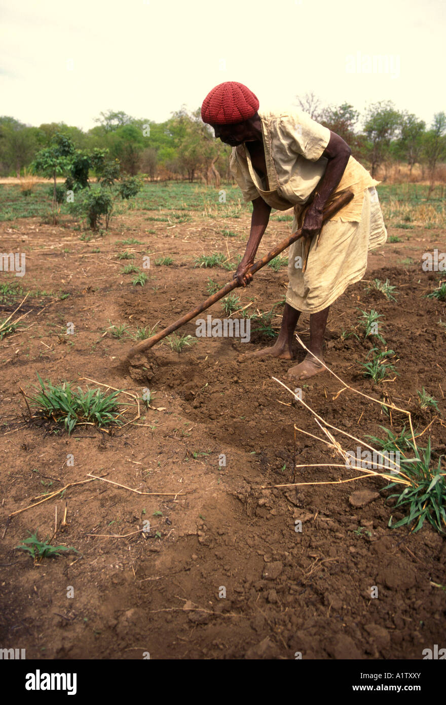 1, one, Zimbabwean woman, Zimbabwean, adult woman, farm, farmer ...
