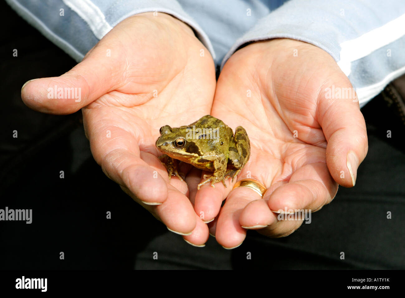 Hands cupped frog hi-res stock photography and images - Alamy