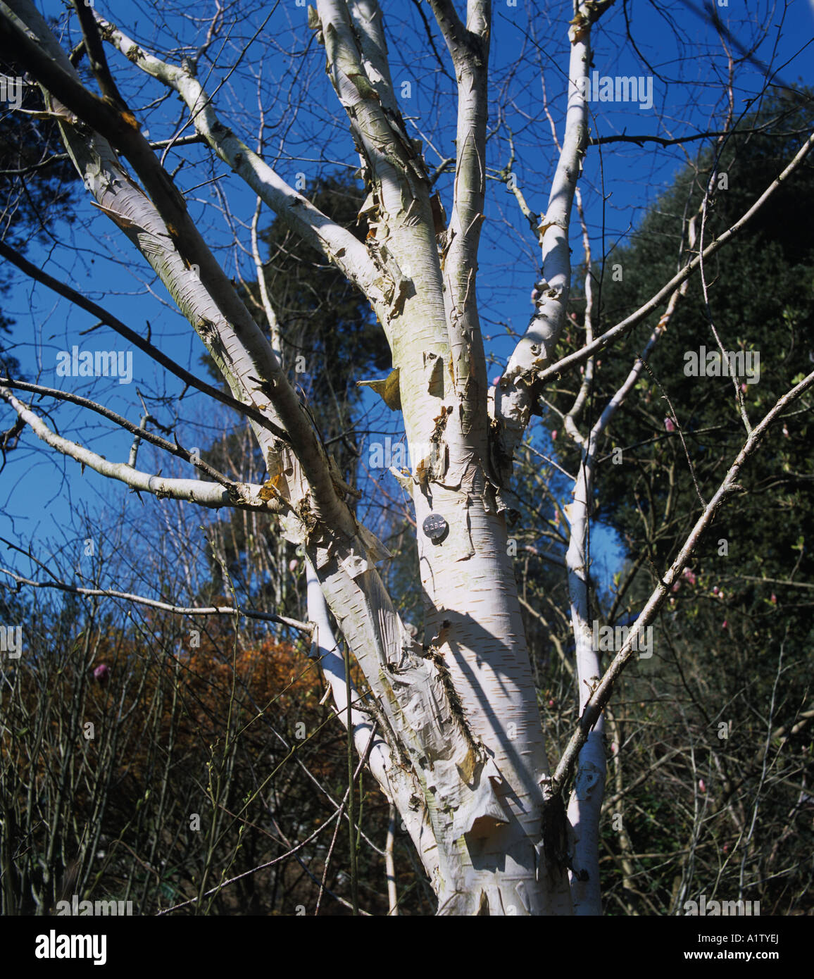 Himalayan birch tree hi-res stock photography and images - Alamy